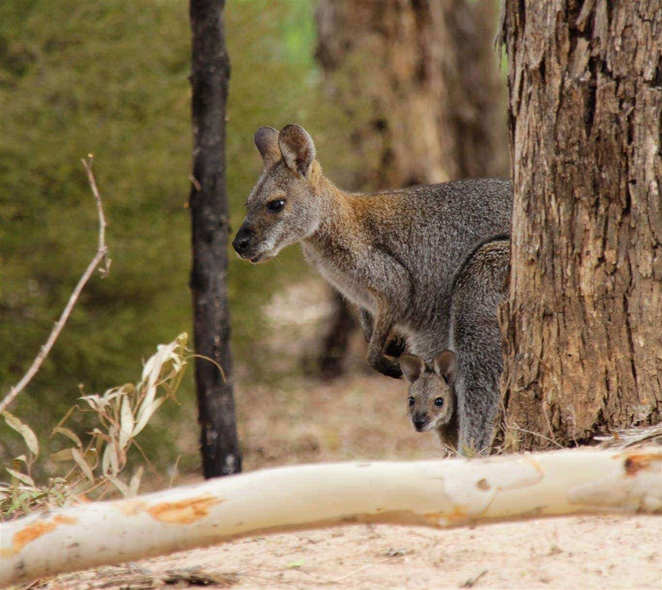 52-wallabies_tree | Archaeoadventures Tours