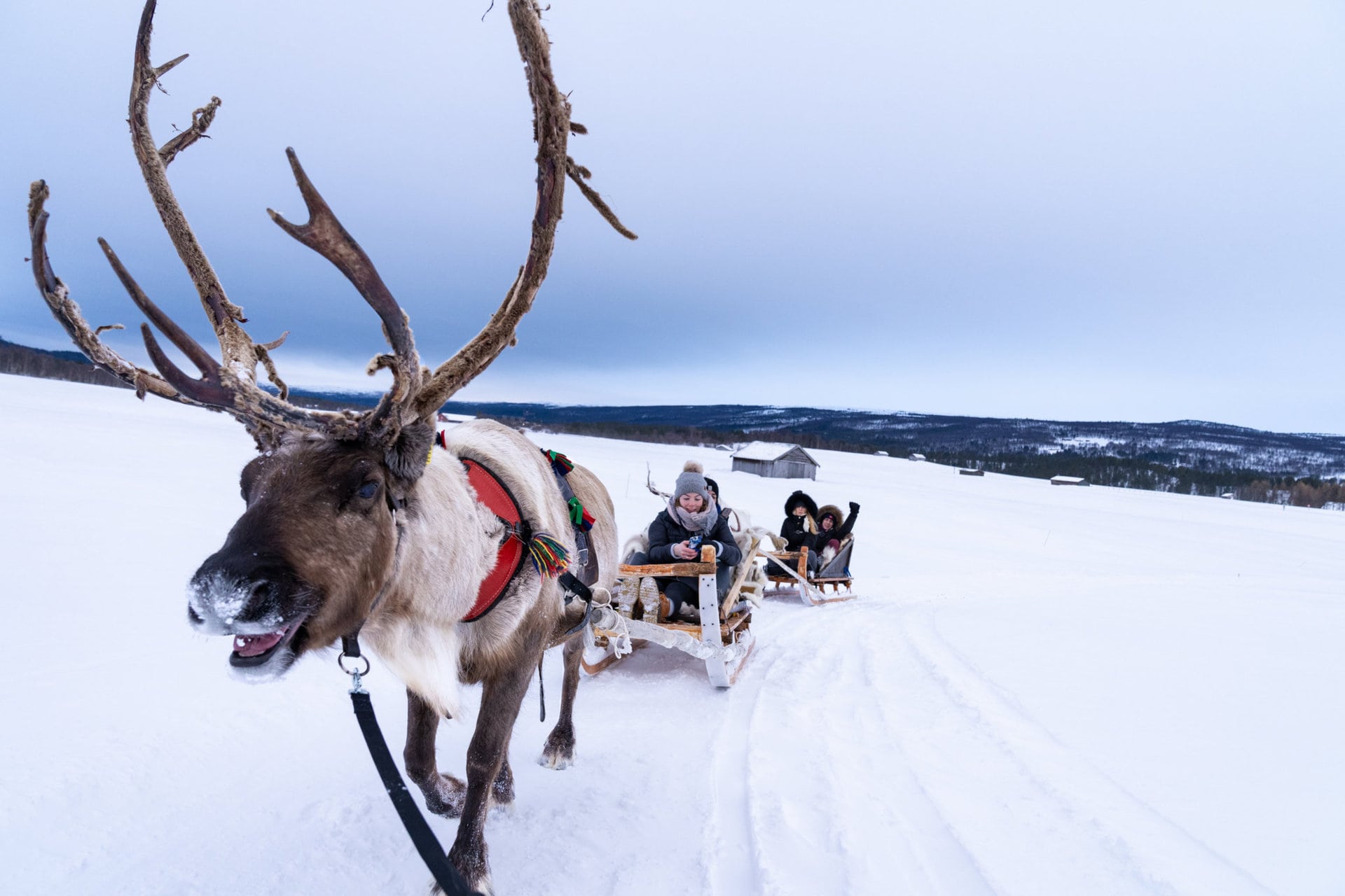 Meet the Sami - Norway's Indigenous Reindeer Herders ...